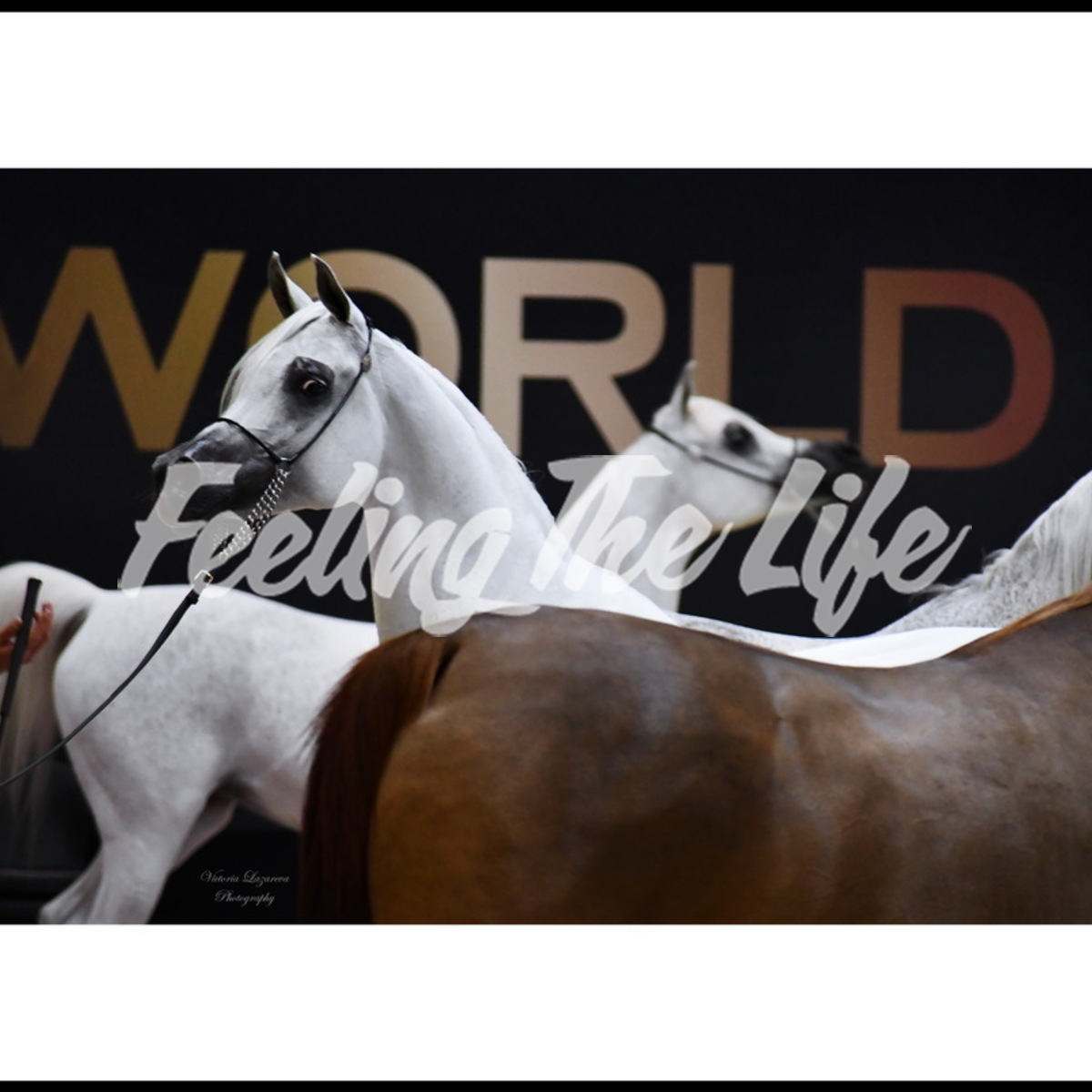 Feeling The Life - WORLD ARABIAN HORSE CHAMPIONSHIP IN PARIS 2024